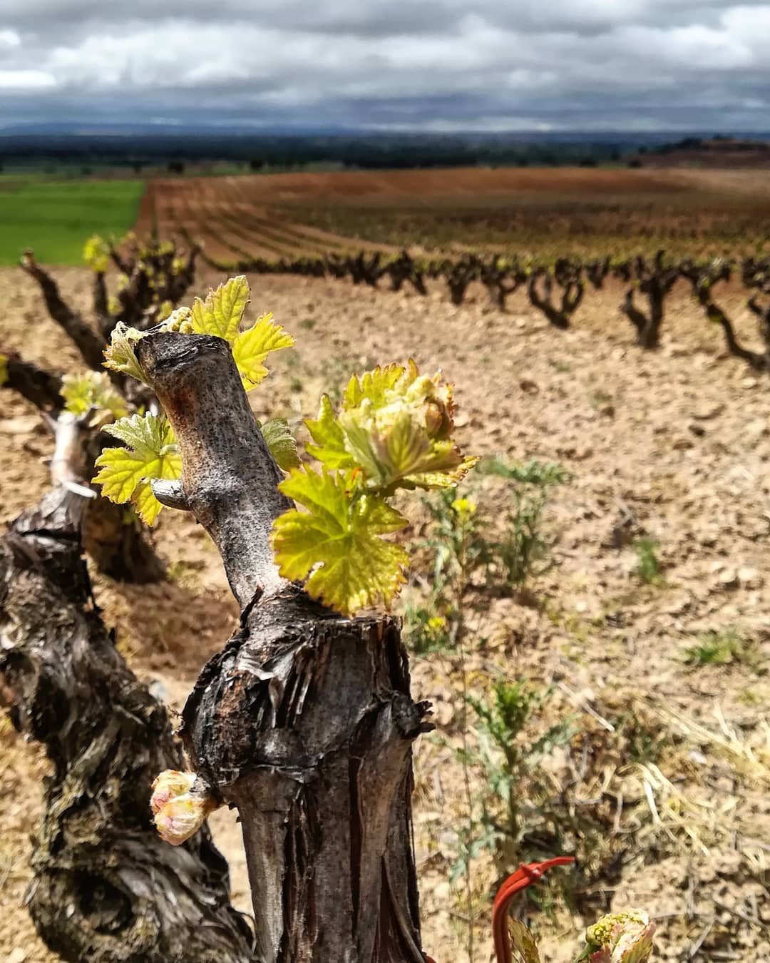 Know & Savour Tempranillo With Its Greatest Styles - Wine Park